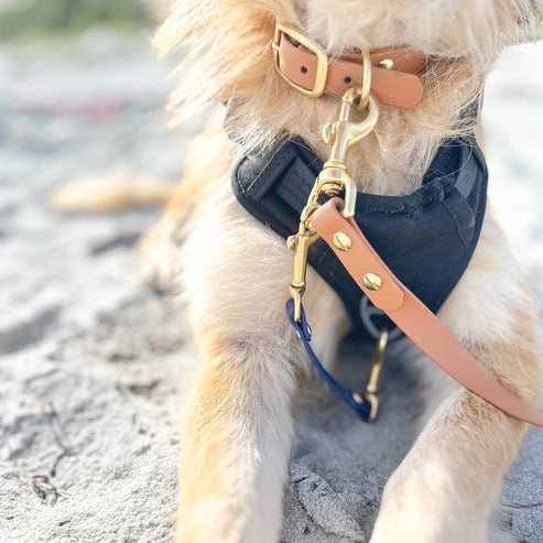 Biothane Dog Safety Strap – Wanderlust Pup Co.